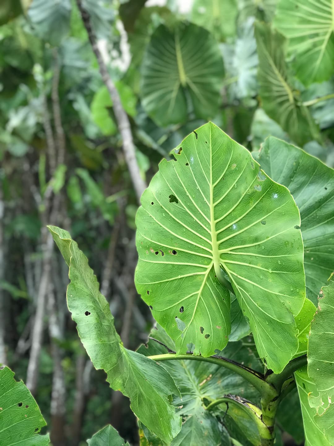 Lucas Alencar, Forbes U30